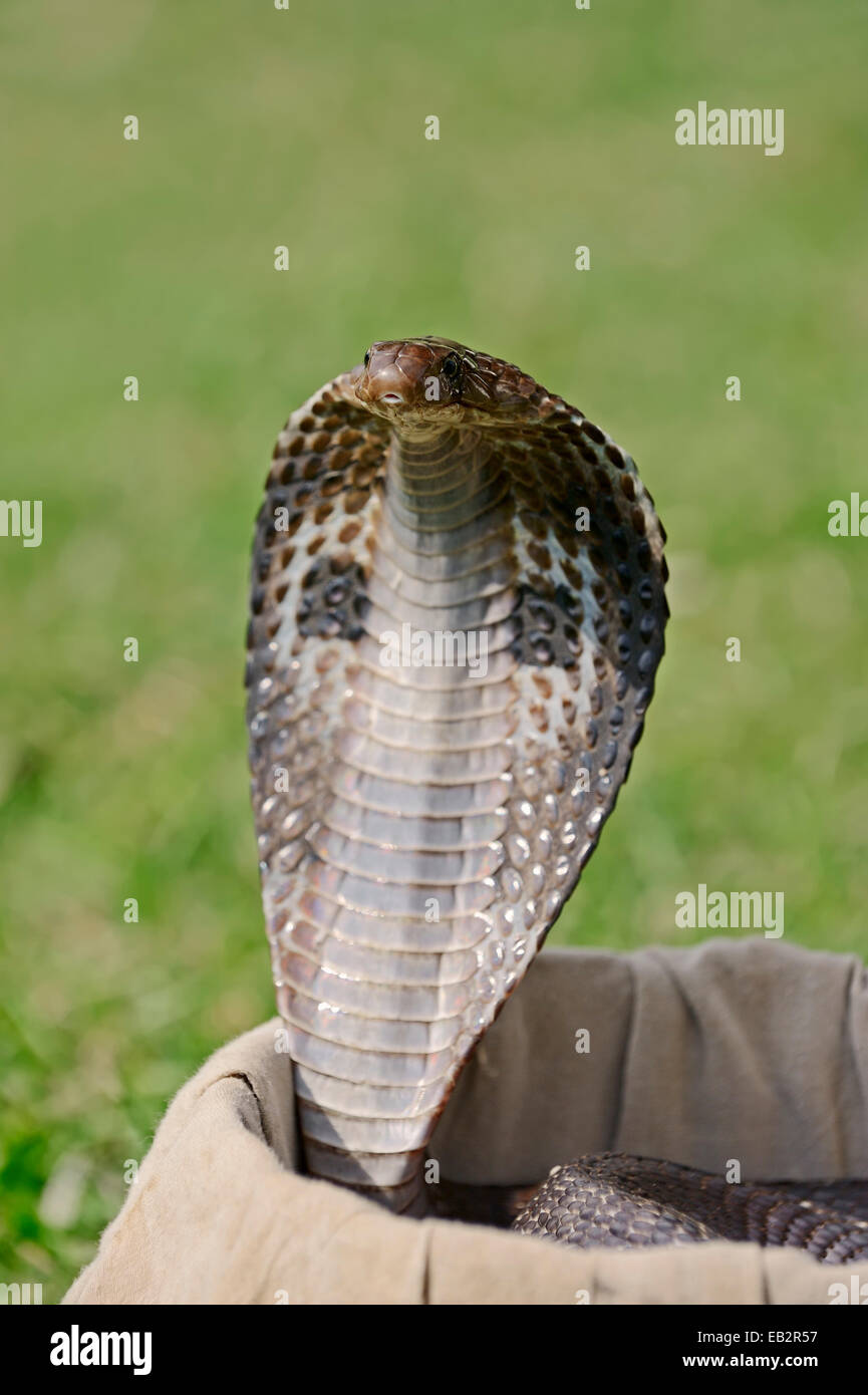 Indian Cobra, Asian Cobra or Spectacled Cobra (Naja naja) in a snake ...