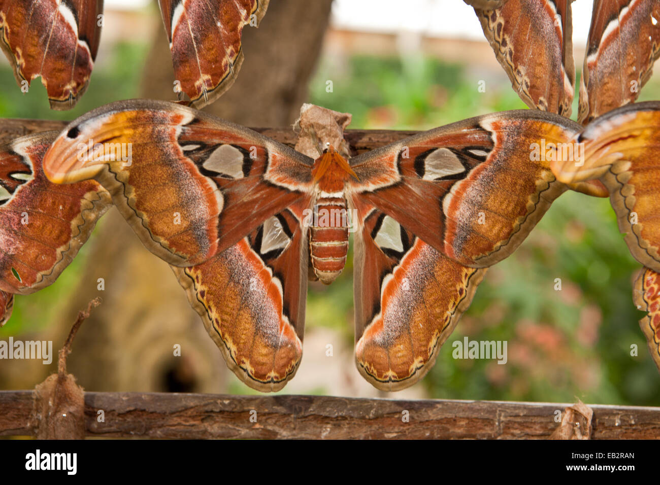 Attacus atlas hi-res stock photography and images - Alamy