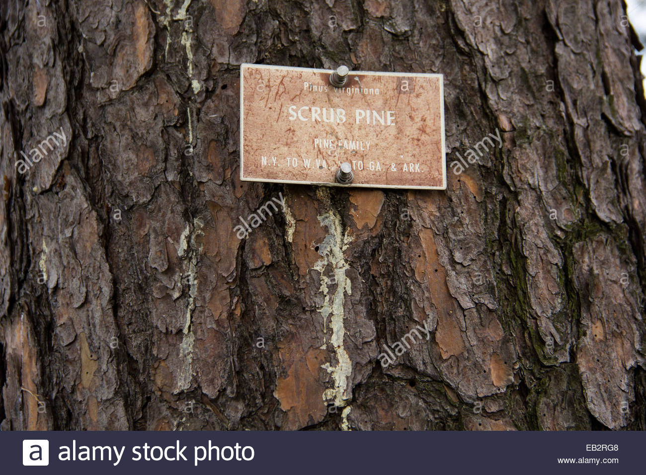 Pinus Virginiana High Resolution Stock Photography and Images - Alamy