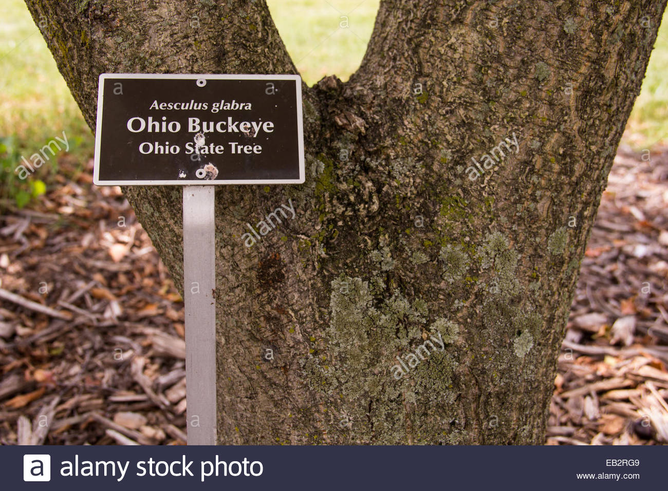 Ohio Buckeye Tree Stock Photos & Ohio Buckeye Tree Stock Images - Alamy