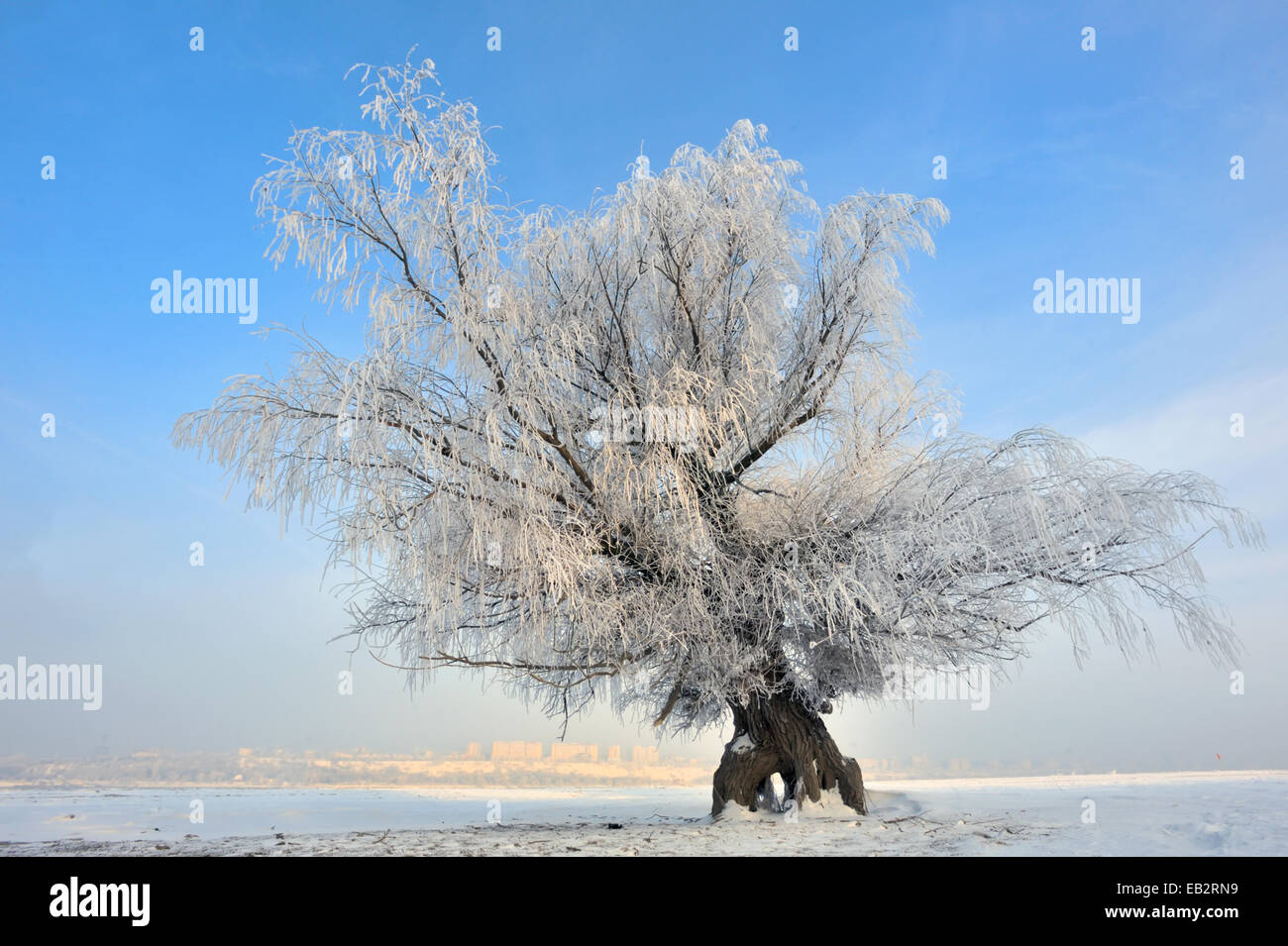 Frozen tree hi-res stock photography and images - Alamy