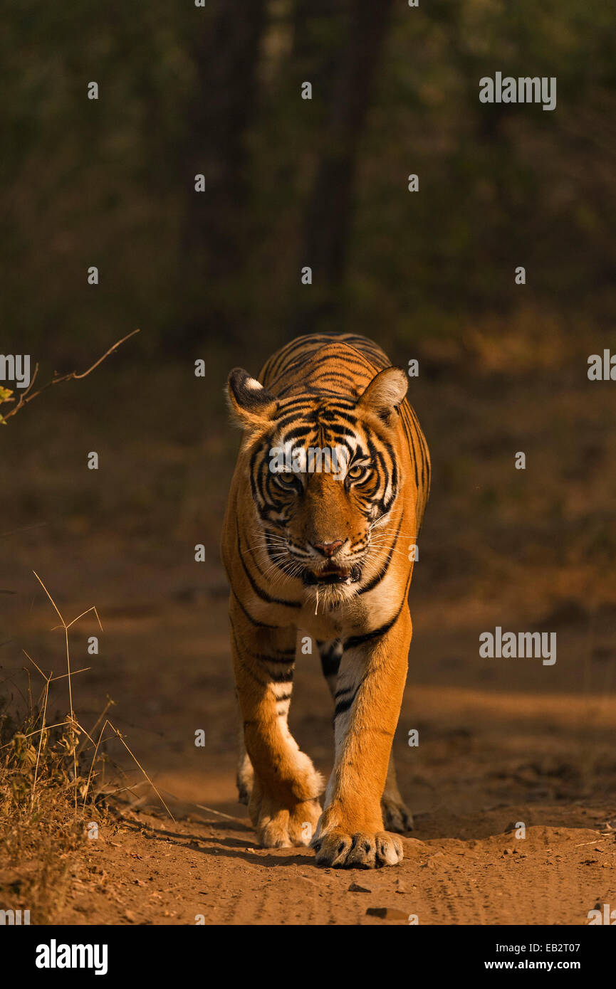 Tiger approaching hi-res stock photography and images - Alamy