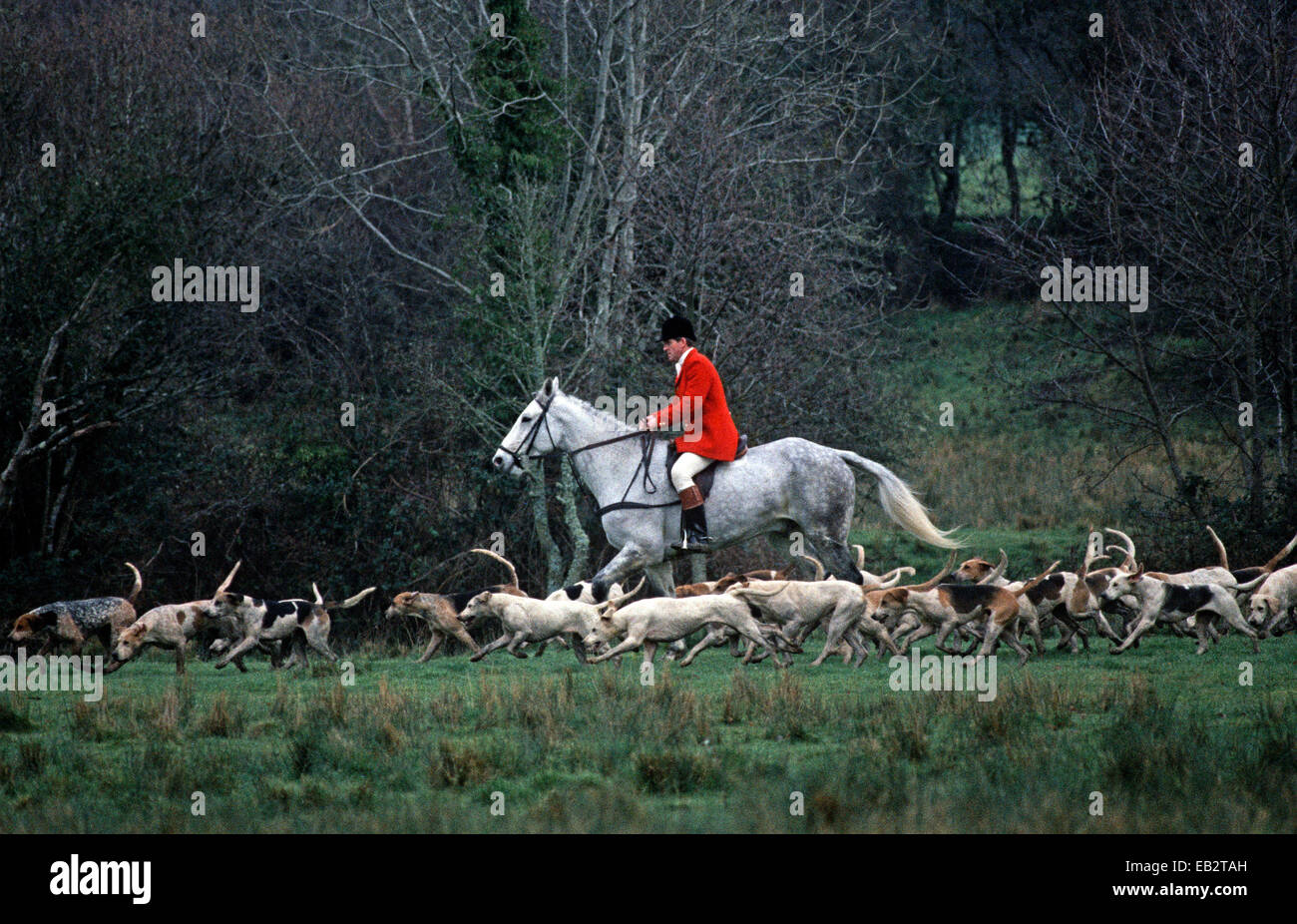 Master of the hounds hi-res stock photography and images - Alamy