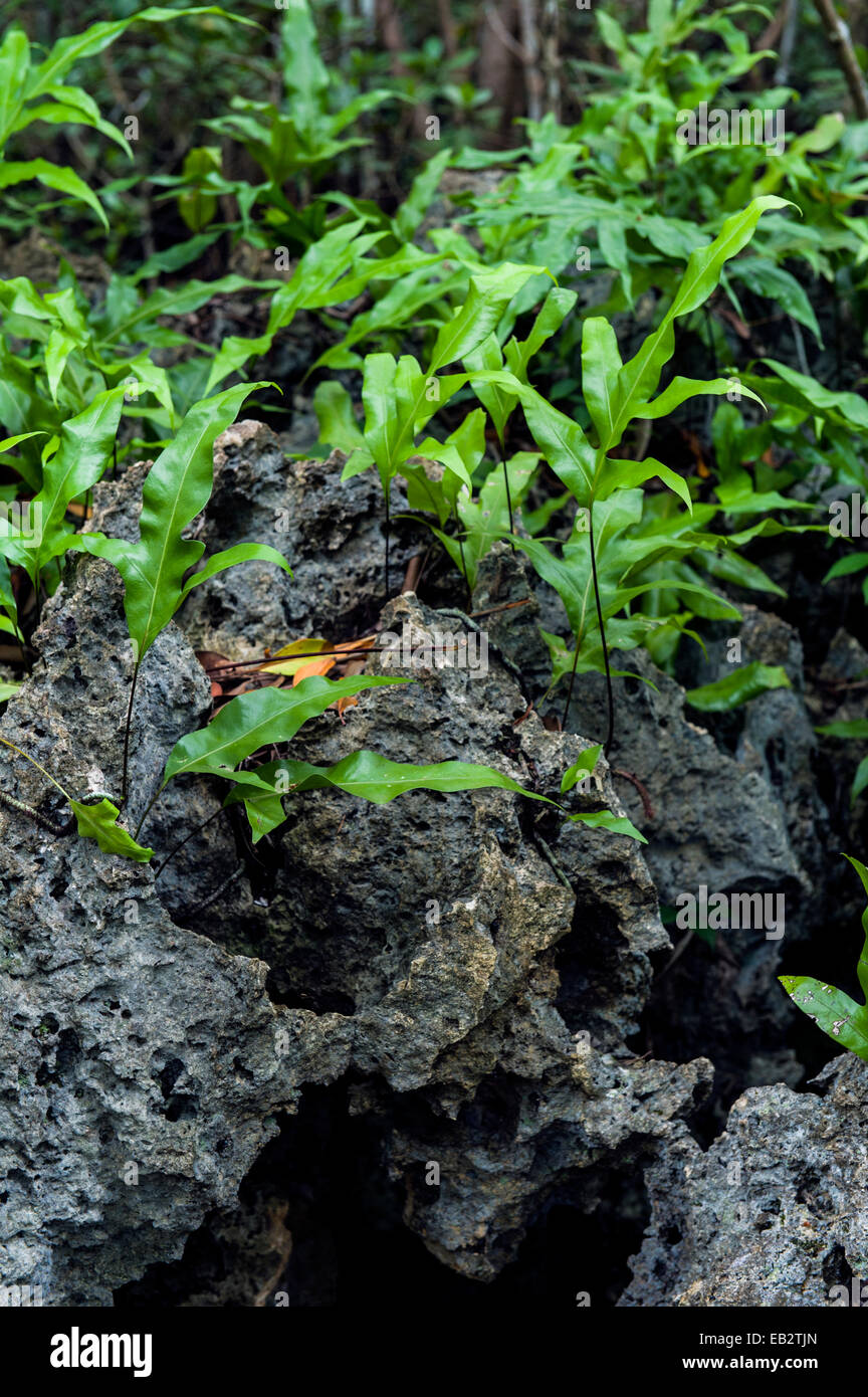 In a mangrove forest Musk Fern sprouts from any available surface even ...