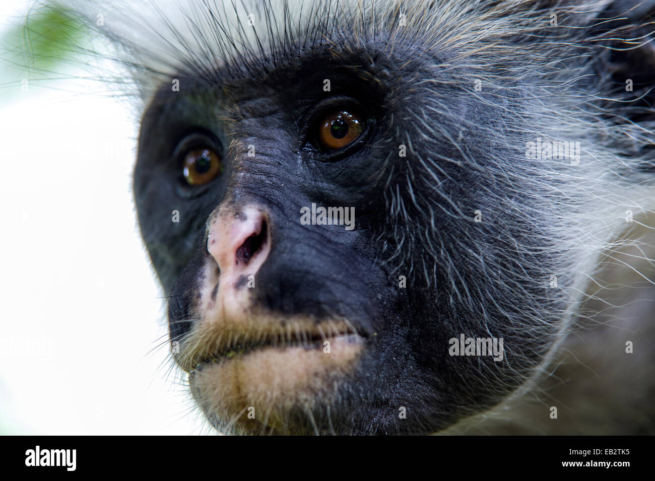 The leathery facial skin and intelligent eyes of a Zanzibar Red Colobus ...