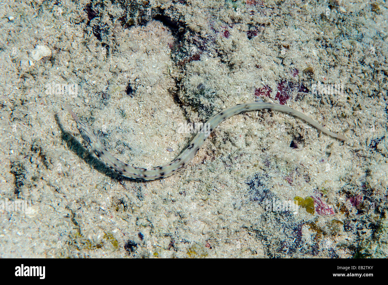 A Pipefish camouflaged against the sand on the ocean floor Stock Photo ...