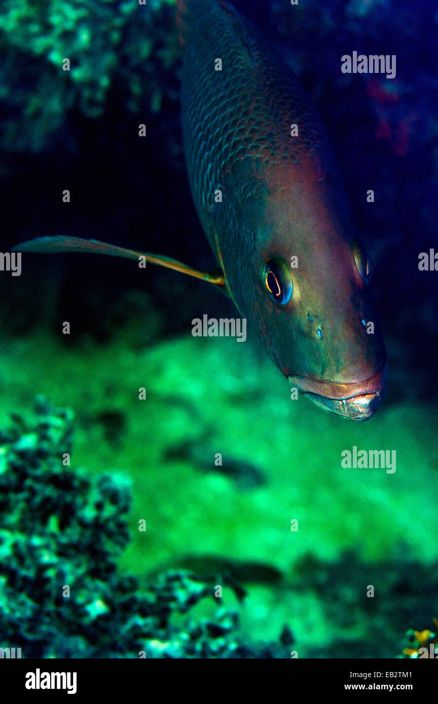 A pink and silver tropical fish swimming above a coral reef at sunset ...