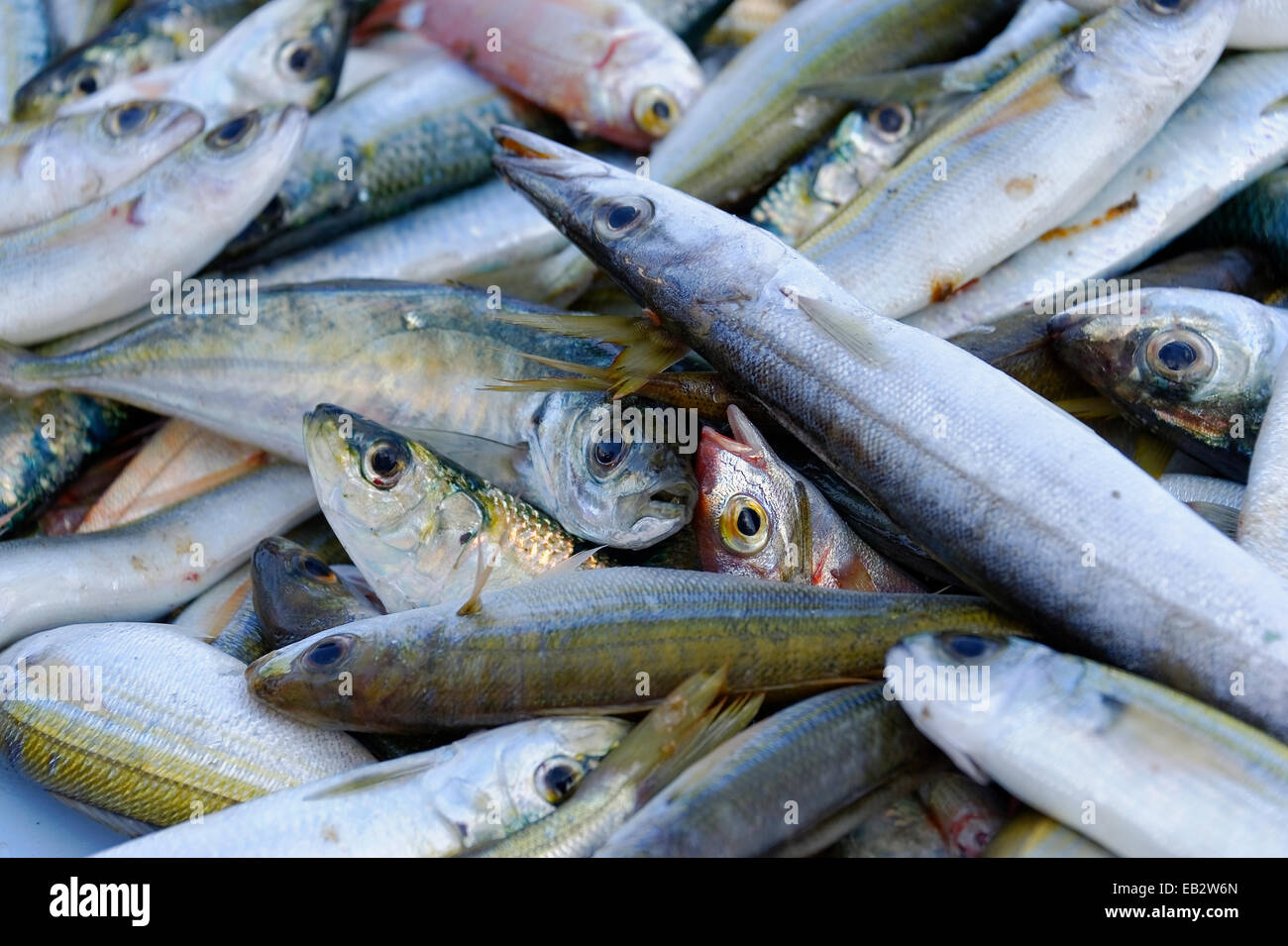 Various Mediterranean fish, fish market at the old port, Vieux Port ...