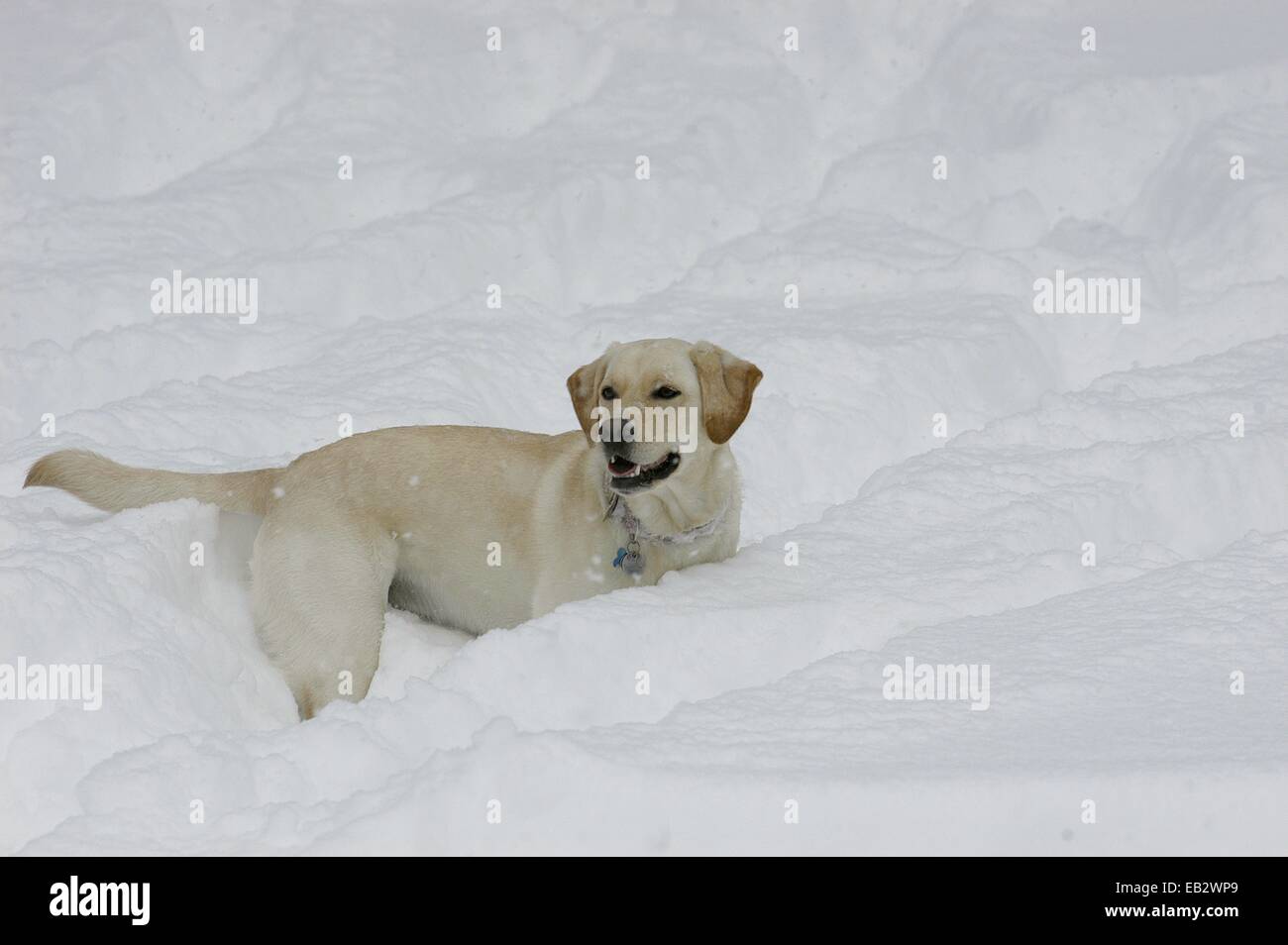 A yellow Labrador retriever plays in the snow in Central Park during a ...