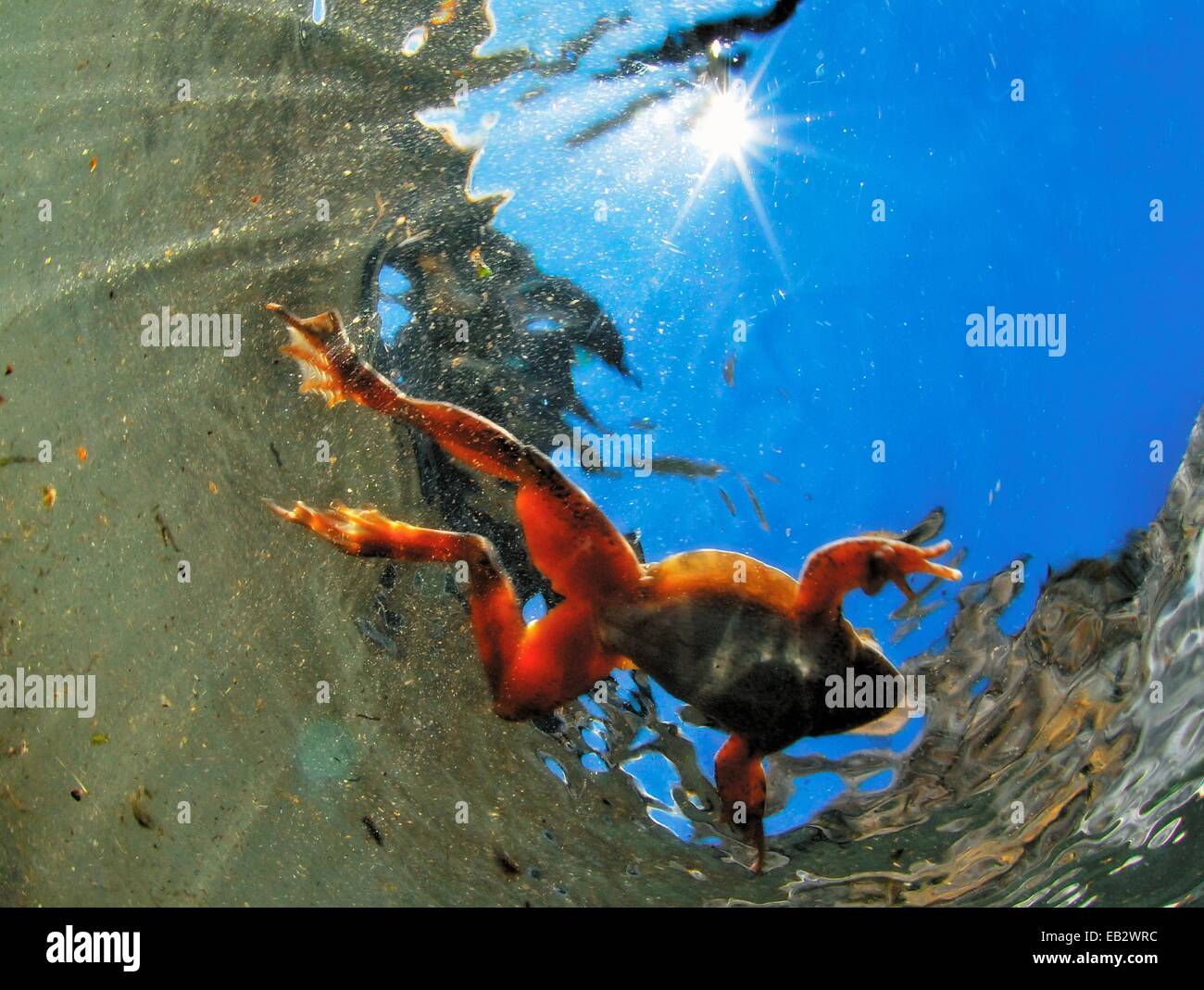 A Pyrenean frog, Rana Pyrenaica, an endangered species named by science ...