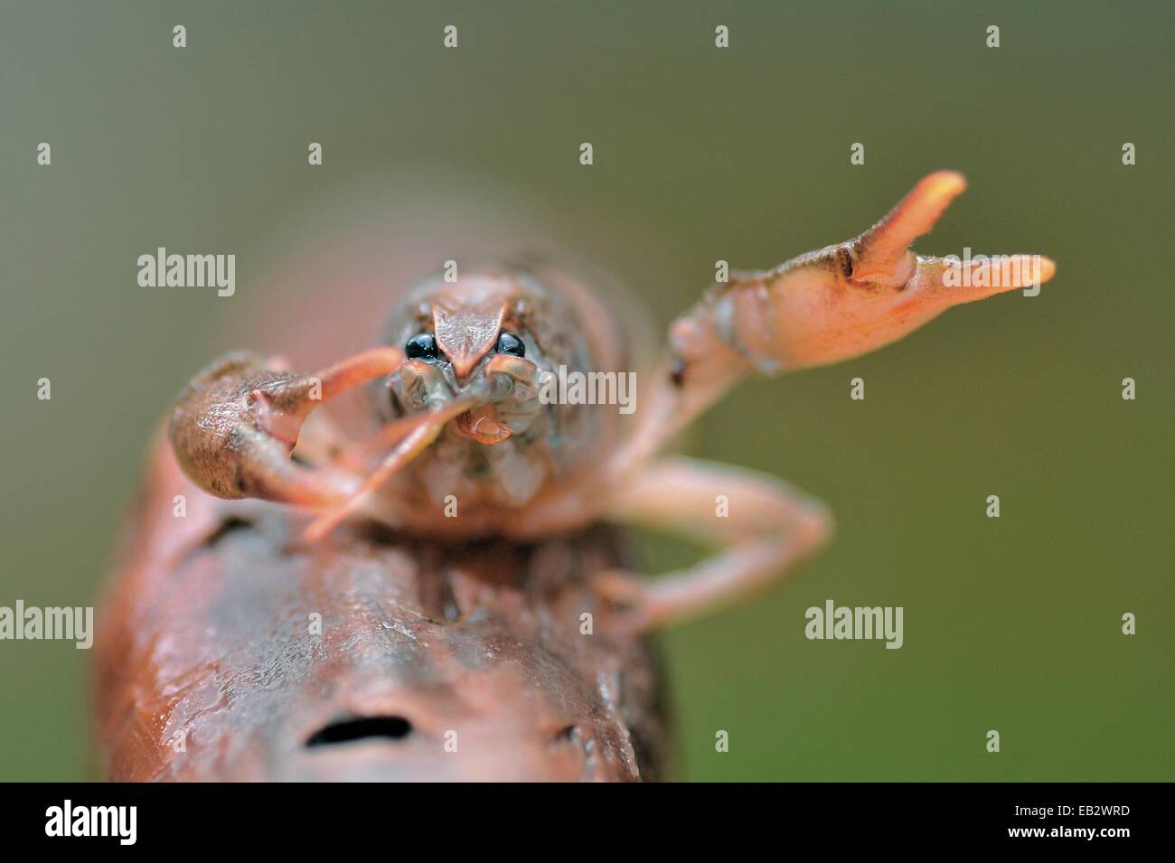 A freshwater crab, Austropotamobius pallipes, an endemic crayfish, now ...