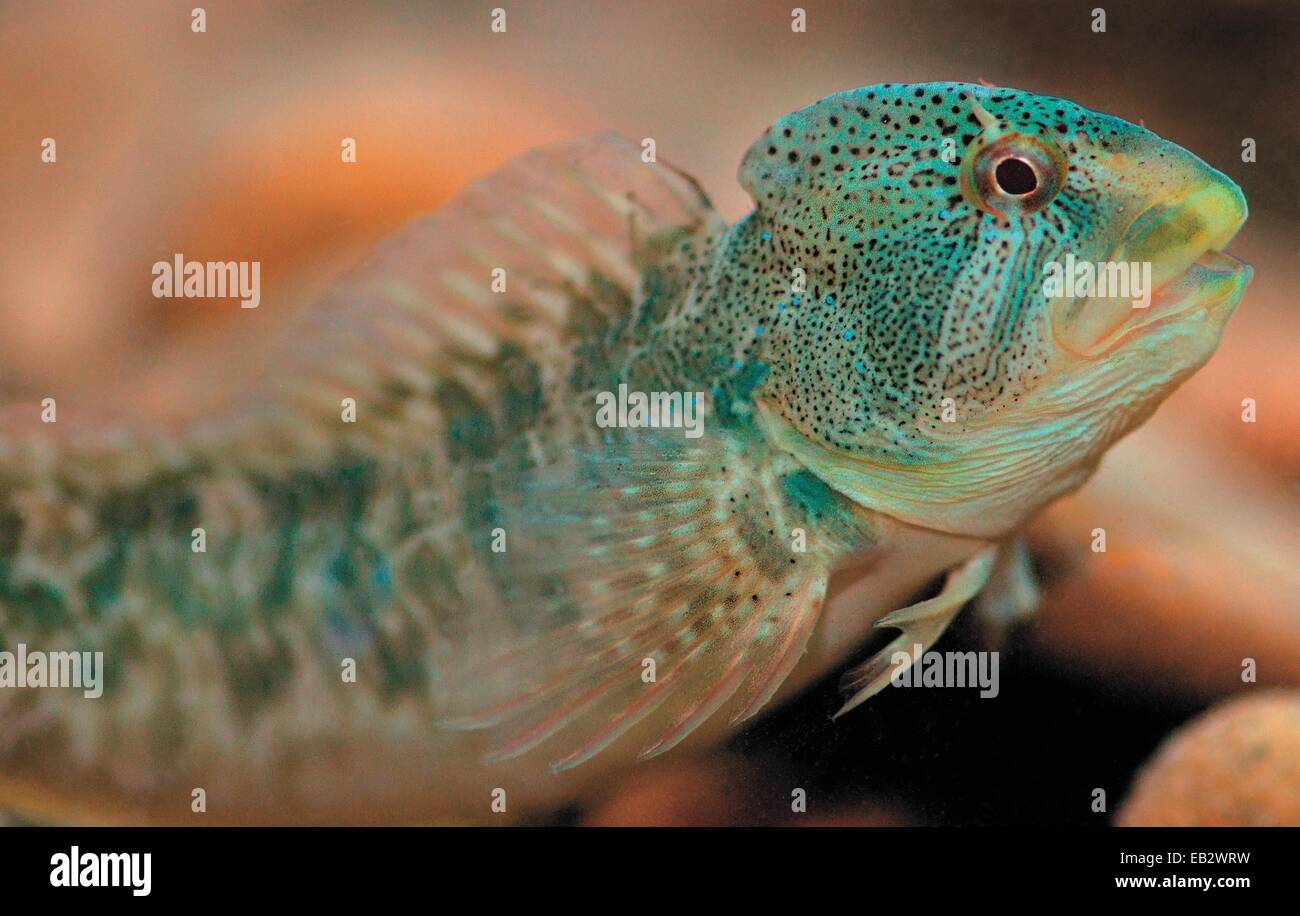 Salaria fluviatilis hi-res stock photography and images - Alamy