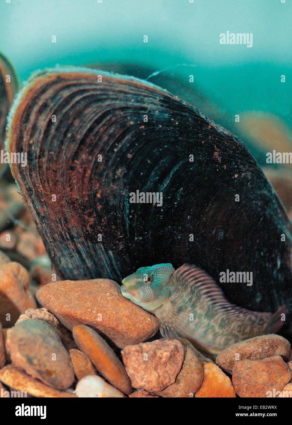 Freshwater blenny salaria fluviatilis hi-res stock photography and ...