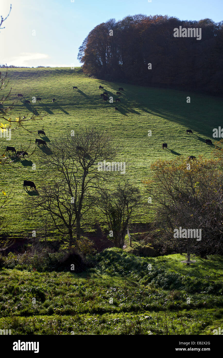 livestock in frosty devon fields,english, rolling, uk, devon, farm ...