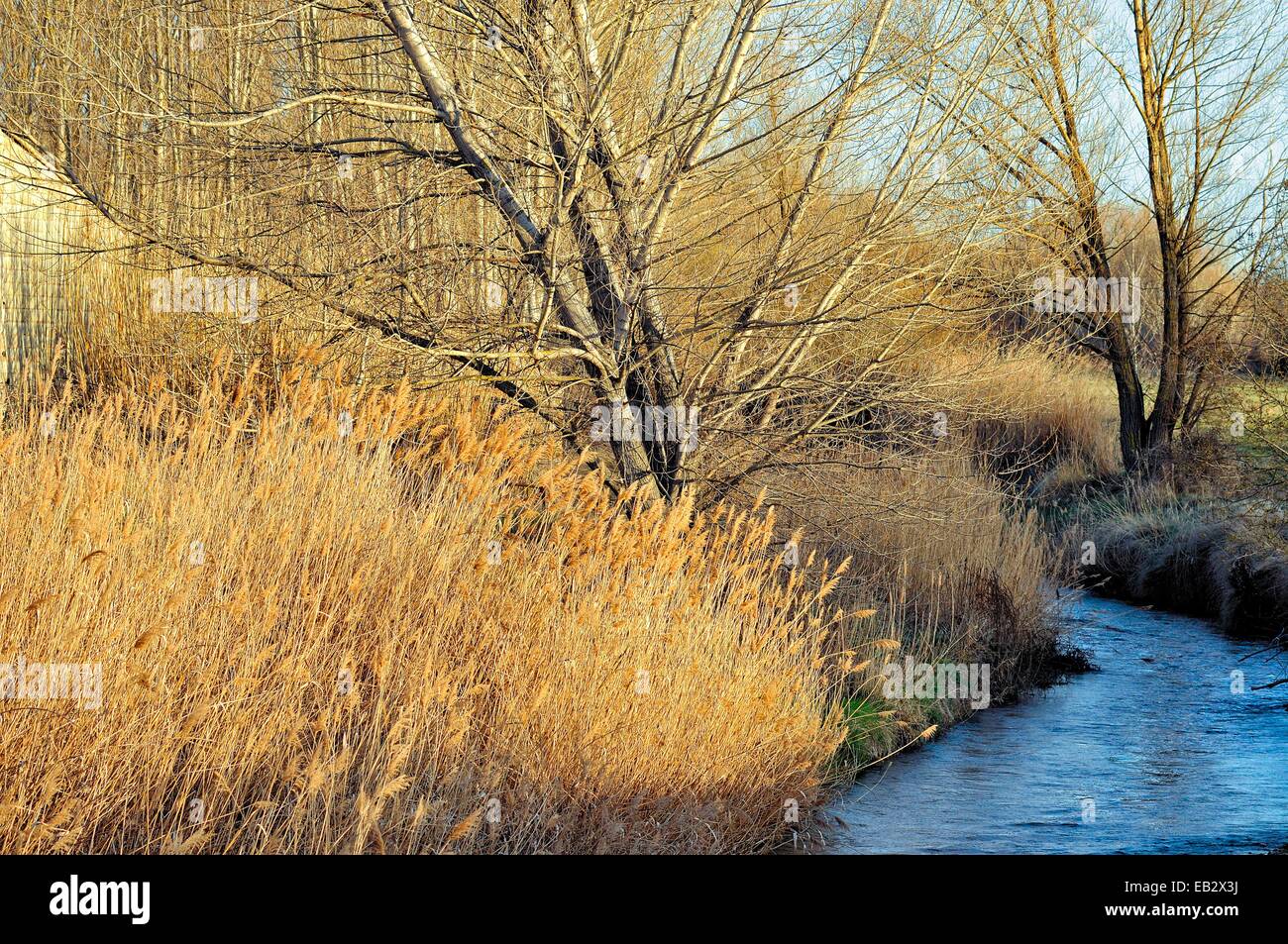 A river flows past golden reeds in spring Stock Photo - Alamy