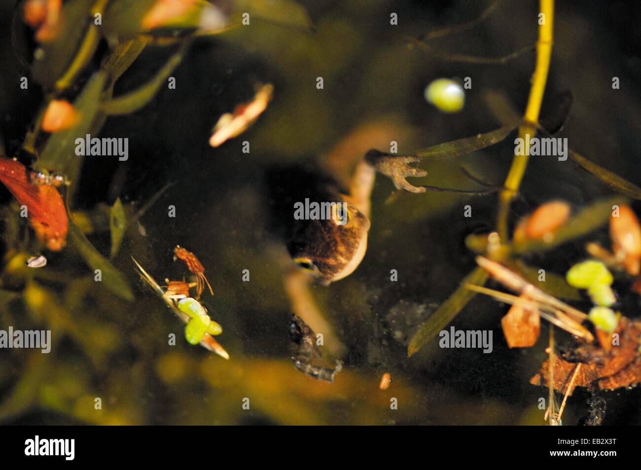 Close up of a palmate newt, Triturus helveticus, in pond in breeding ...