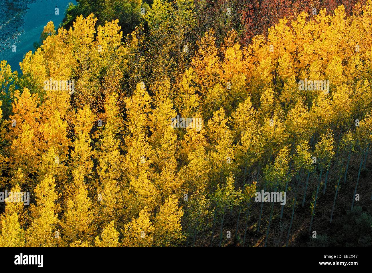 Trees on a hillside in the Pyrenees Stock Photo - Alamy