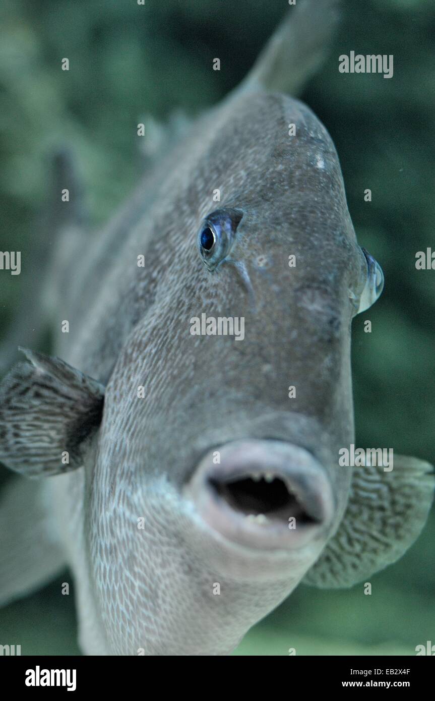 Portrait of a fish at an aquarium Stock Photo - Alamy