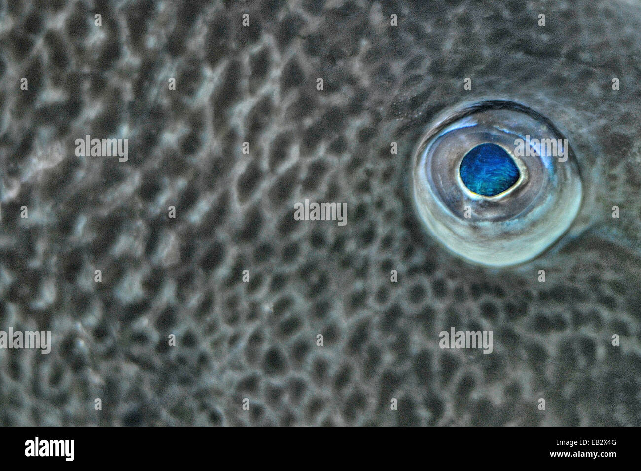 Portrait of aquarium fish hi-res stock photography and images - Alamy