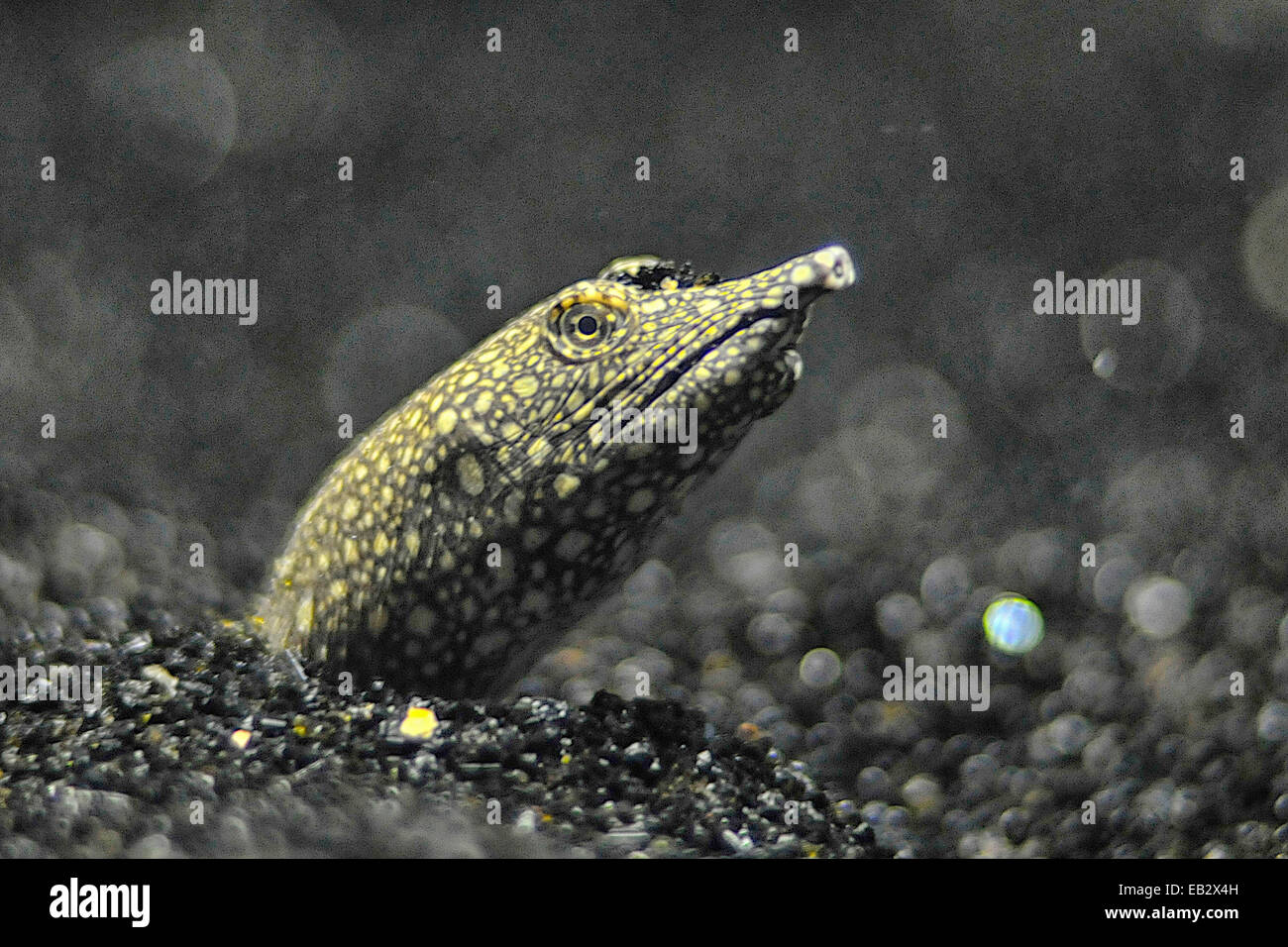 Portrait of a fish at an aquarium Stock Photo - Alamy