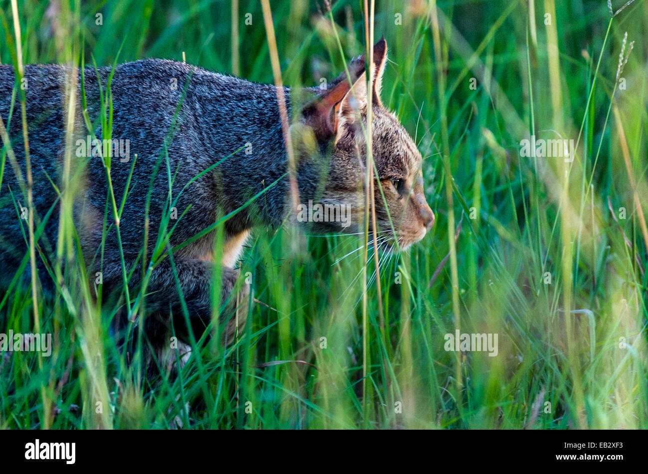 Near eastern wildcat hi-res stock photography and images - Alamy