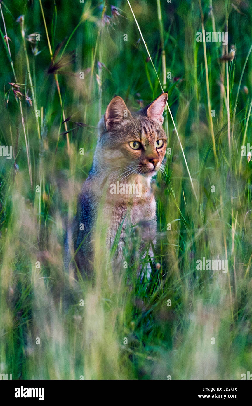 African wildcat felis lybica looking hi-res stock photography and ...