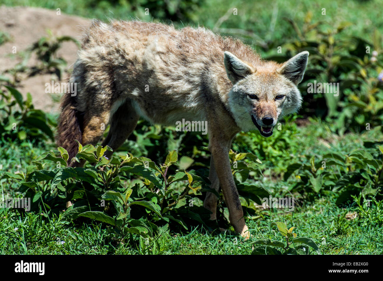 A Golden Jackal hunting for prey on the short grass savannah plain ...