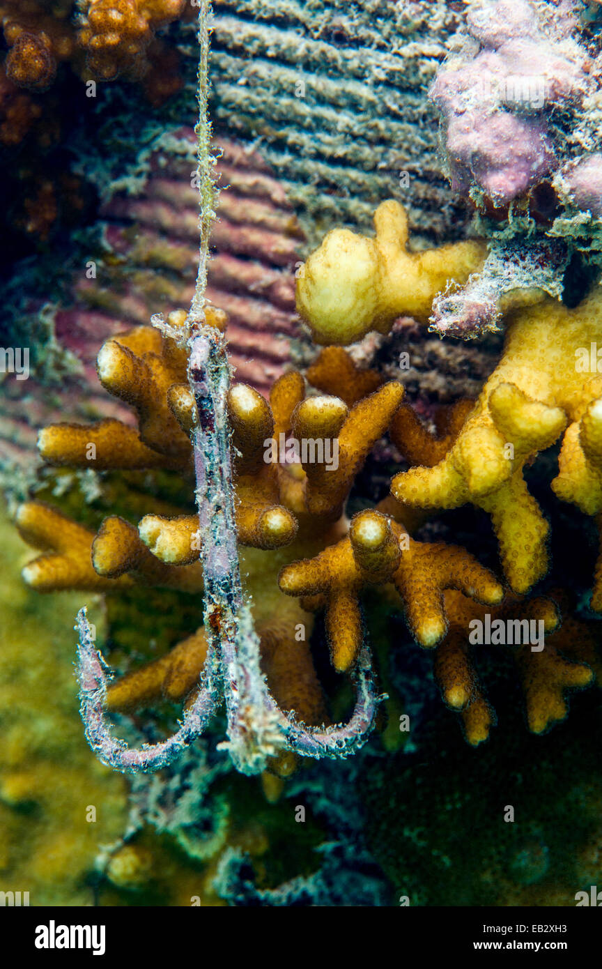 An oxidizing fishing hook and fishing line caught on a hard coral ...