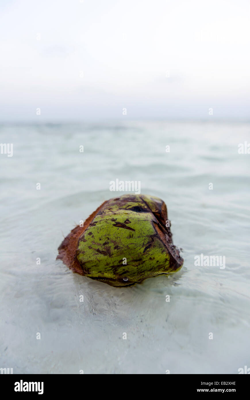 A coconut floating in the pristine shallows of a tropical island in the ...