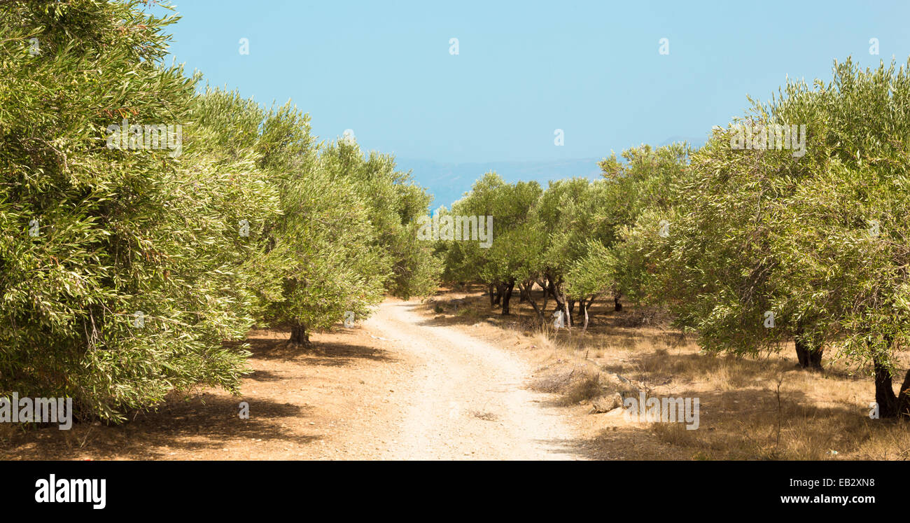 Olive grove road hi-res stock photography and images - Alamy