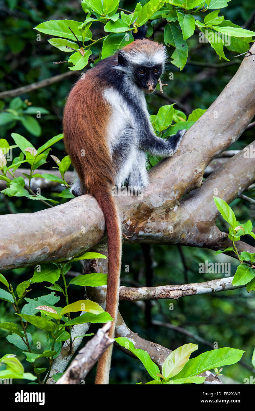Endangered zanzibar red colobus resting hi-res stock photography and ... Endangered zanzibar red colobus resting hi-res stock photography and ...