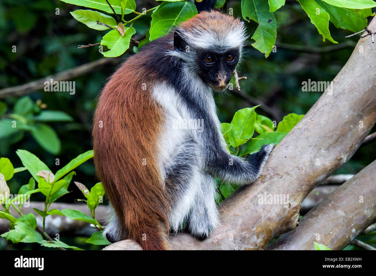 Coral rag africa hi-res stock photography and images - Alamy