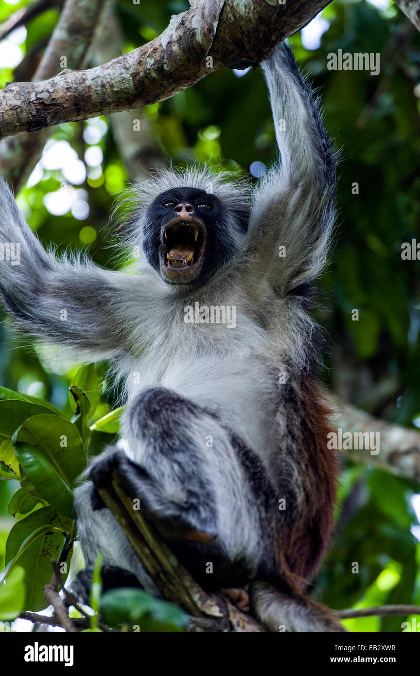 Canine teeth hi-res stock photography and images - Alamy