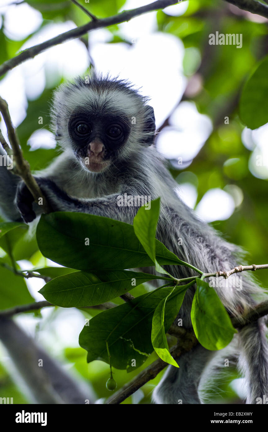 Coral rag africa hi-res stock photography and images - Alamy