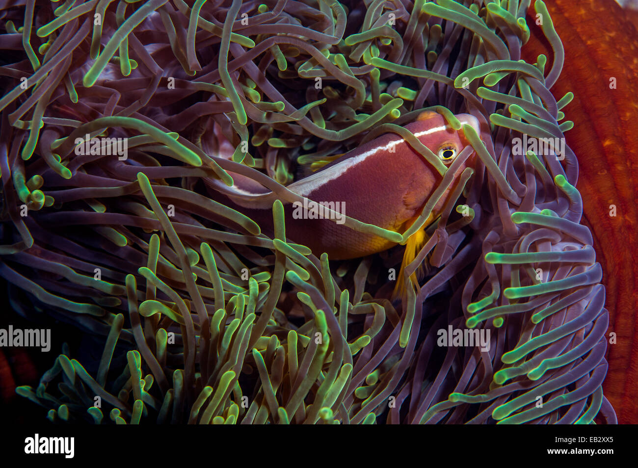 A skunk anemonefish swimming among the stinging tentacles of its ...