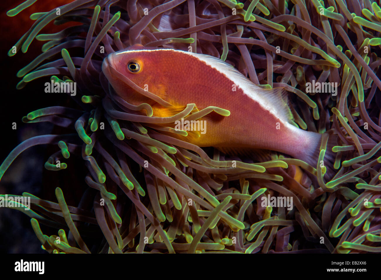 A skunk anemonefish swimming among the stinging tentacles of its ...
