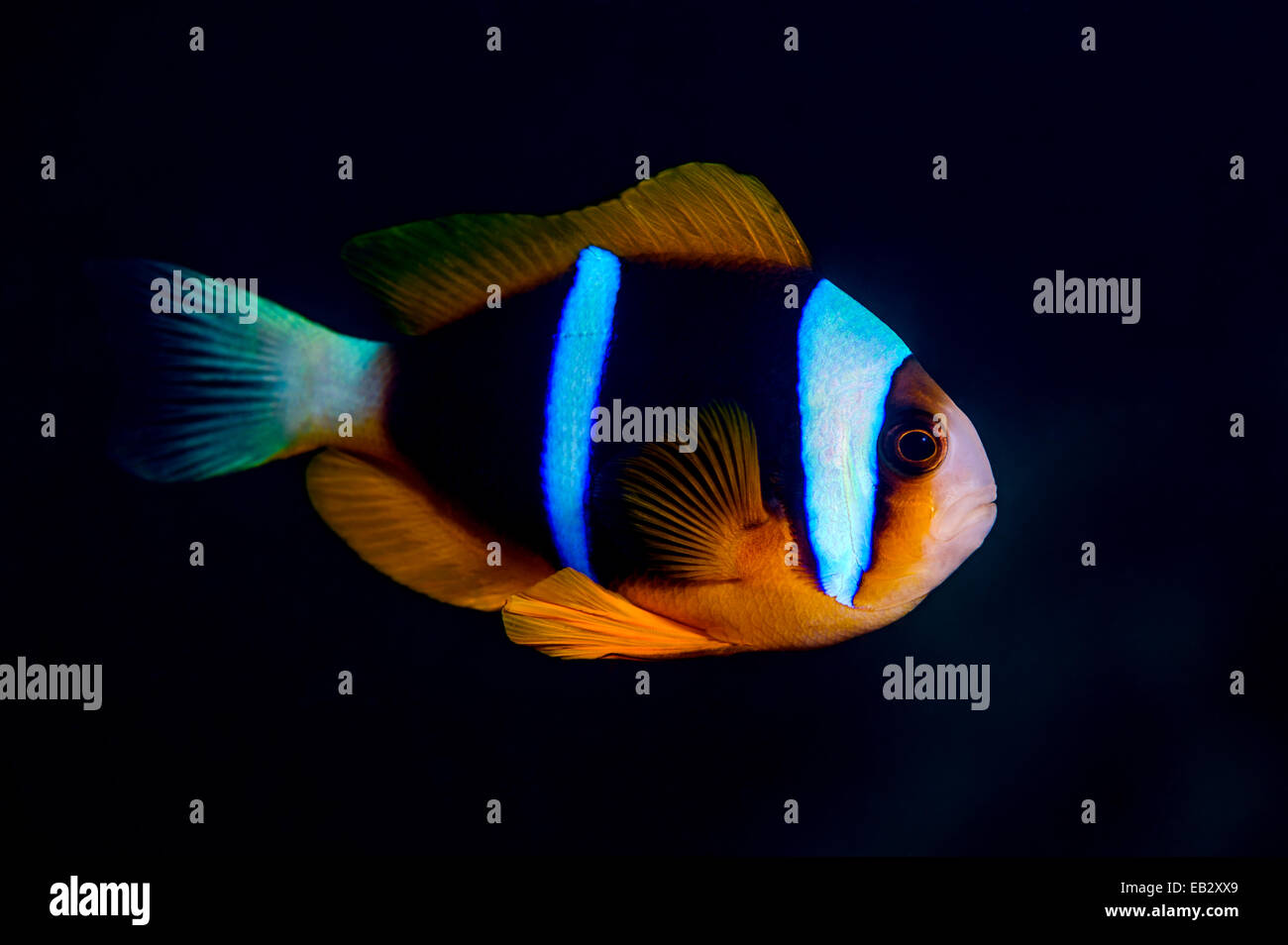 The iridescent neon blue stripe on the flank of an anemonefish at night ...