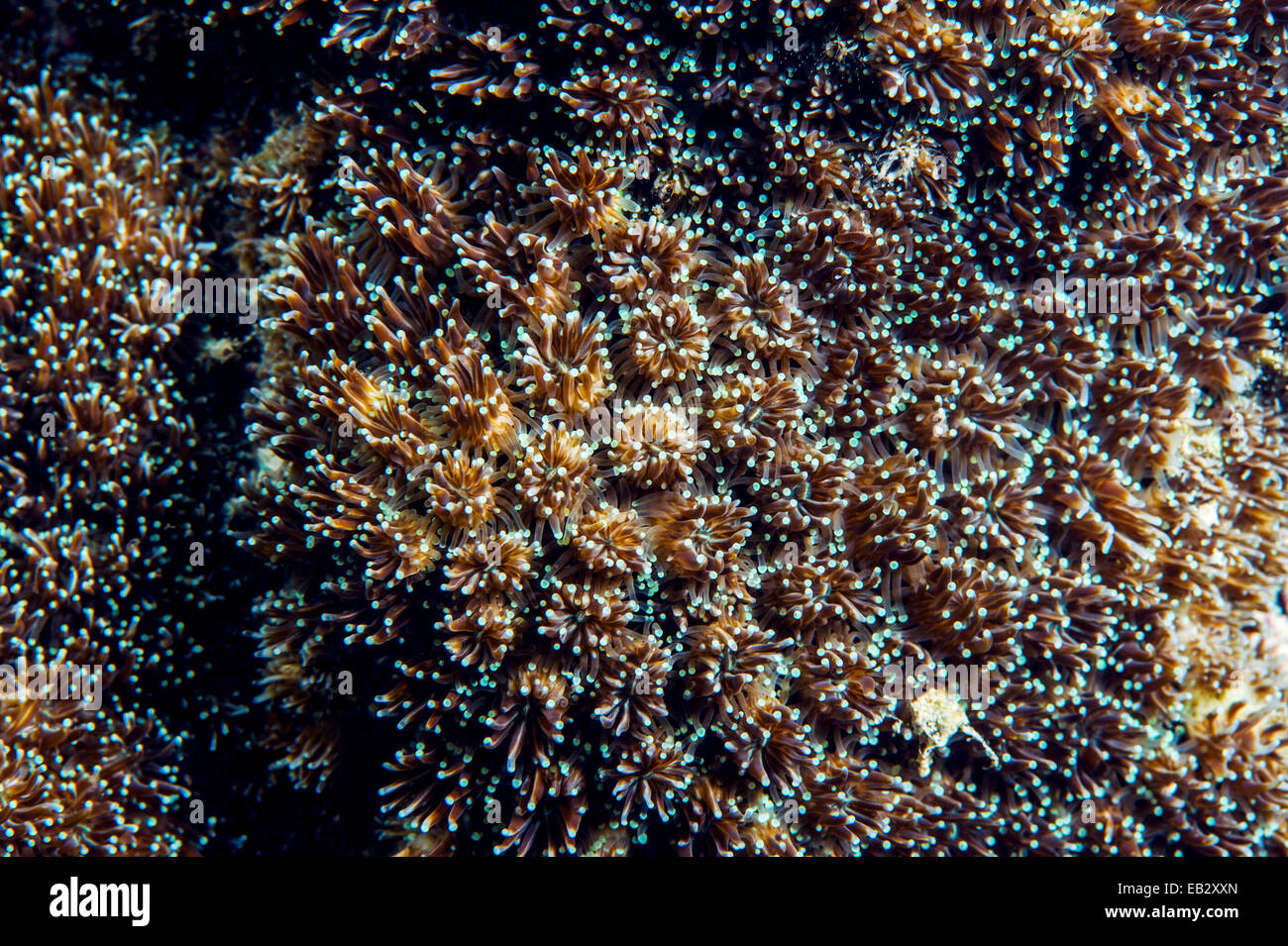 Bryozoa hi-res stock photography and images - Alamy