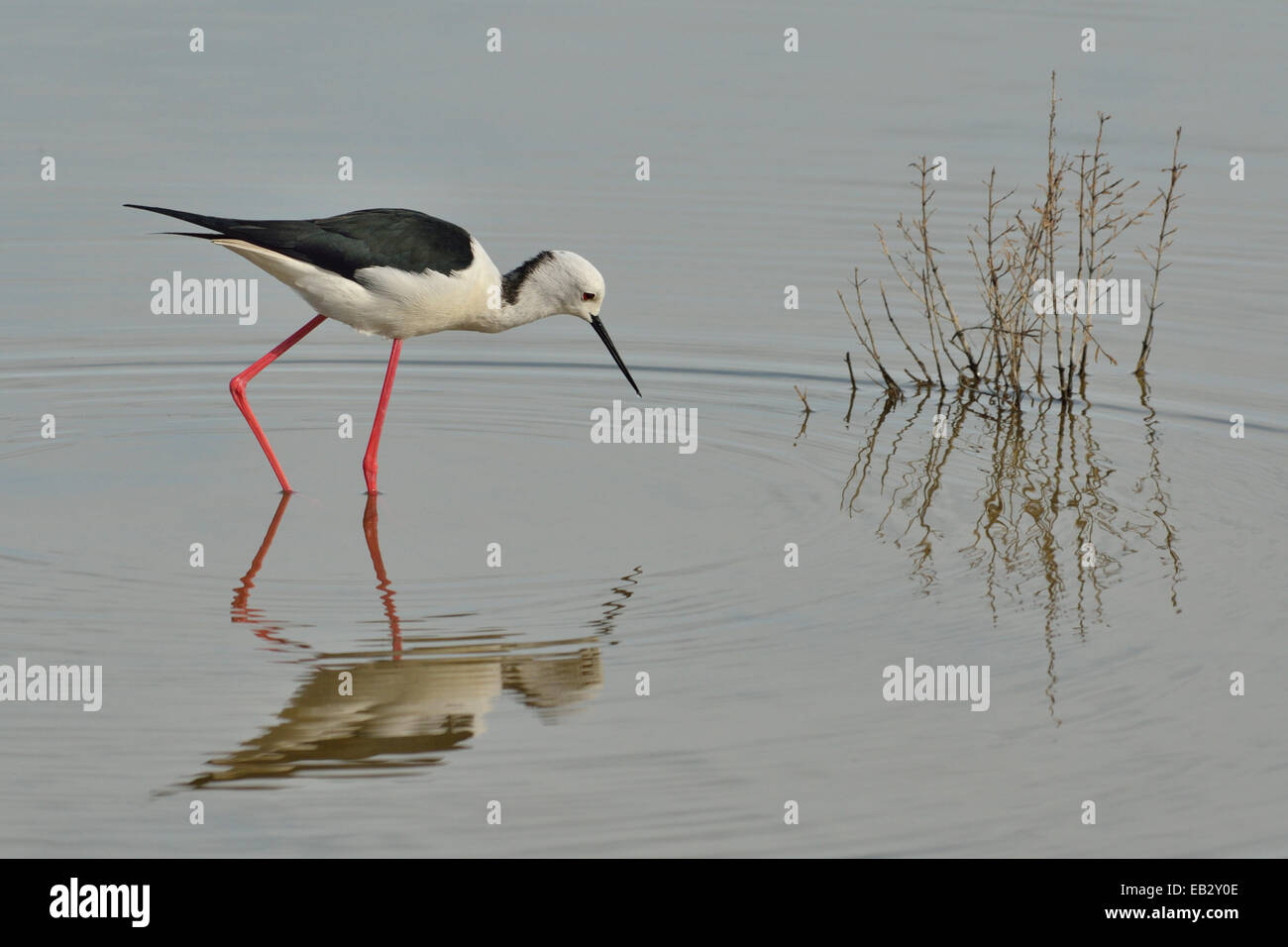 Stilt, Black-winged Stilt or Pied Stilt (Himantopus himantopus ...