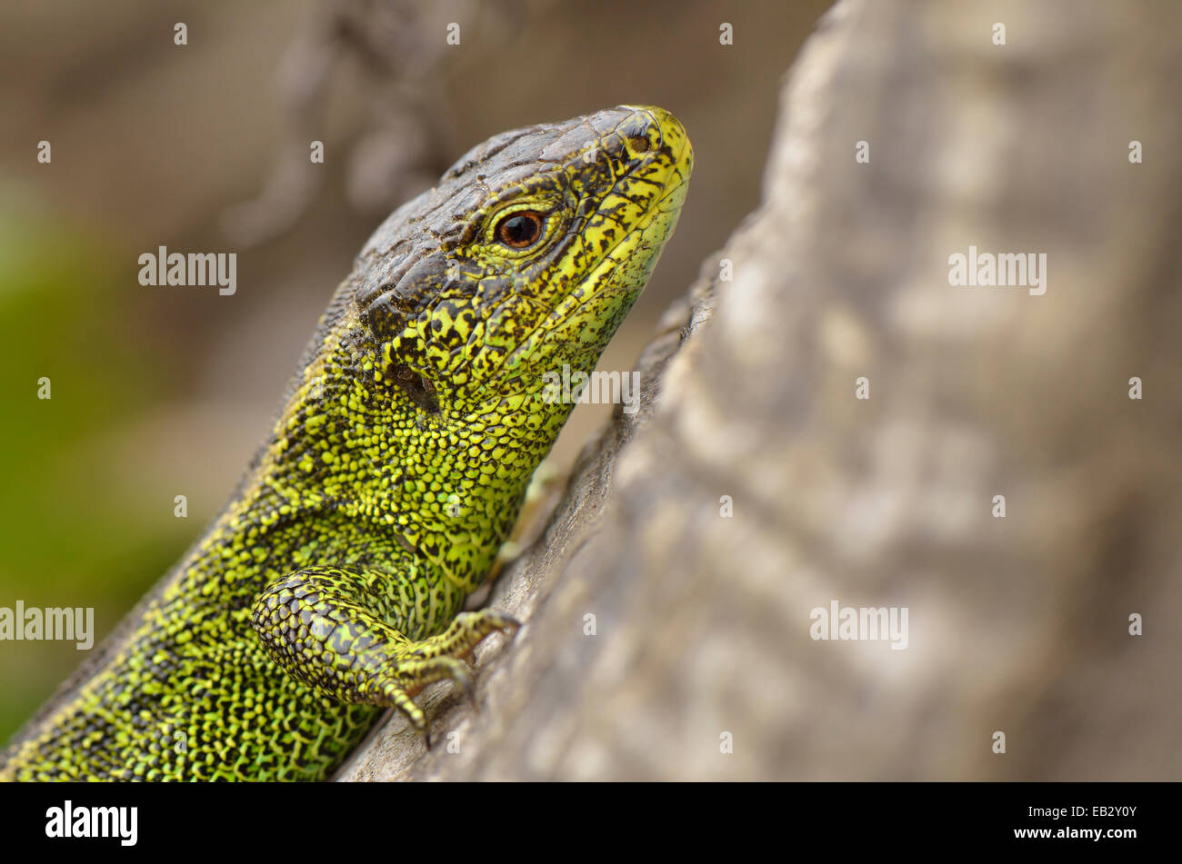 Sand Lizard (Lacerta agilis), male, mating season colouring, Dortmund ...
