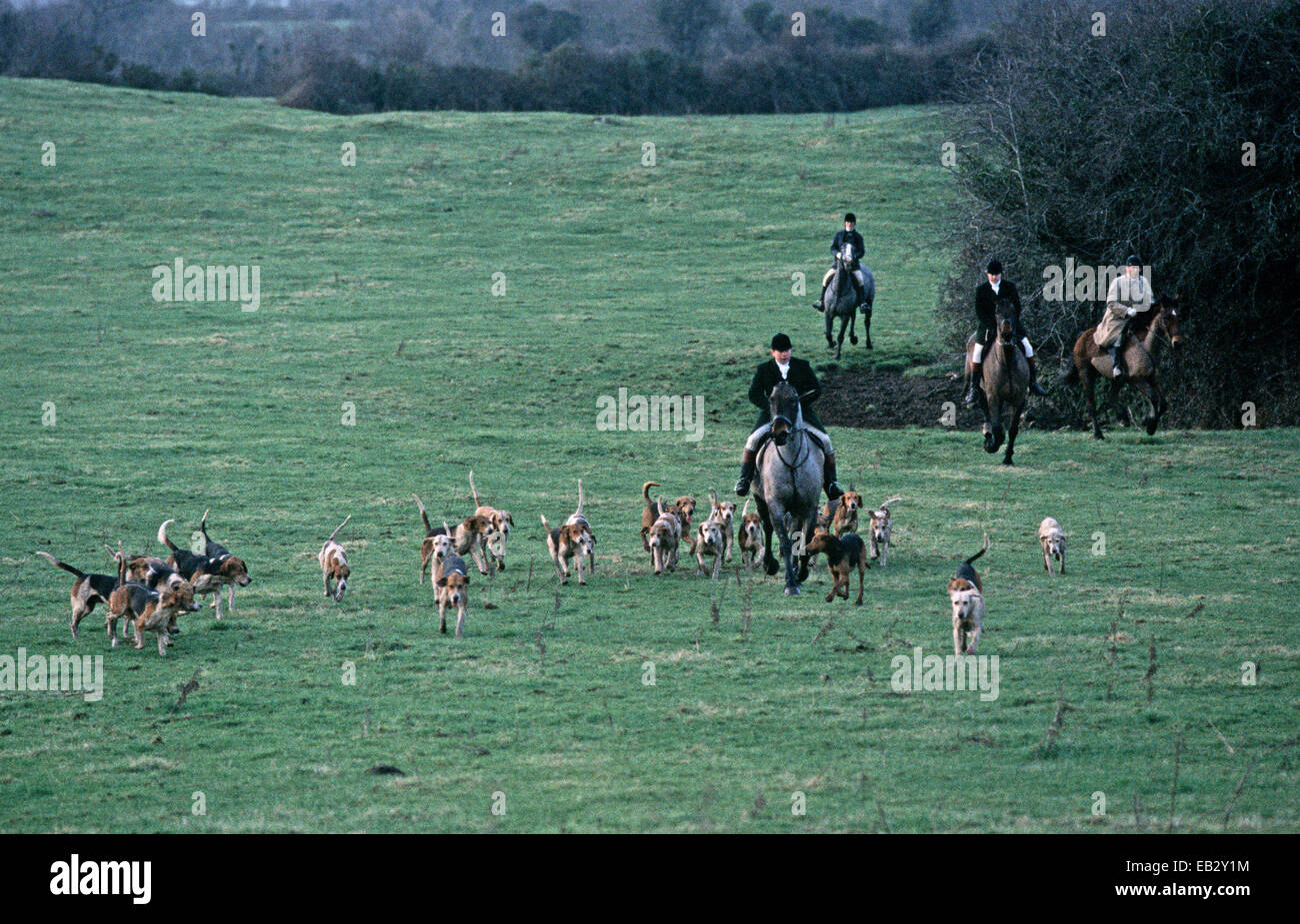 FOX HUNT WITH HOUNDS IN COUNTY KILKENNY HUNT, IRELAND Stock Photo - Alamy