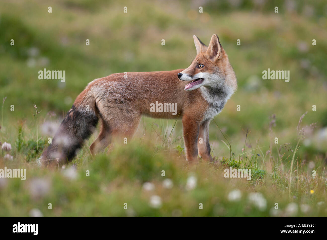 Red Fox (Vulpes vulpes) standing on an alpine meadow with turned head ...