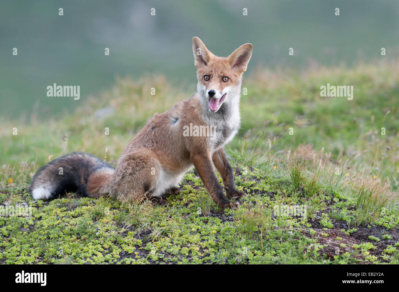 Red Fox (Vulpes vulpes) sitting on an alpine meadow, panting, Tyrolean ...