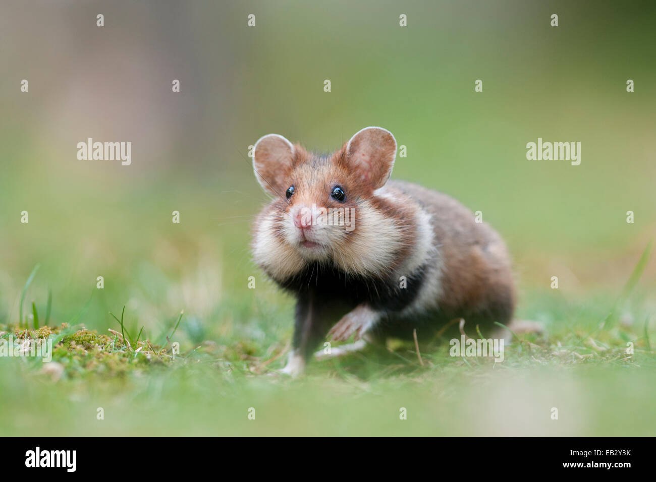 Black-bellied Hamster or Common Hamster (Cricetus cricetus), pup ...