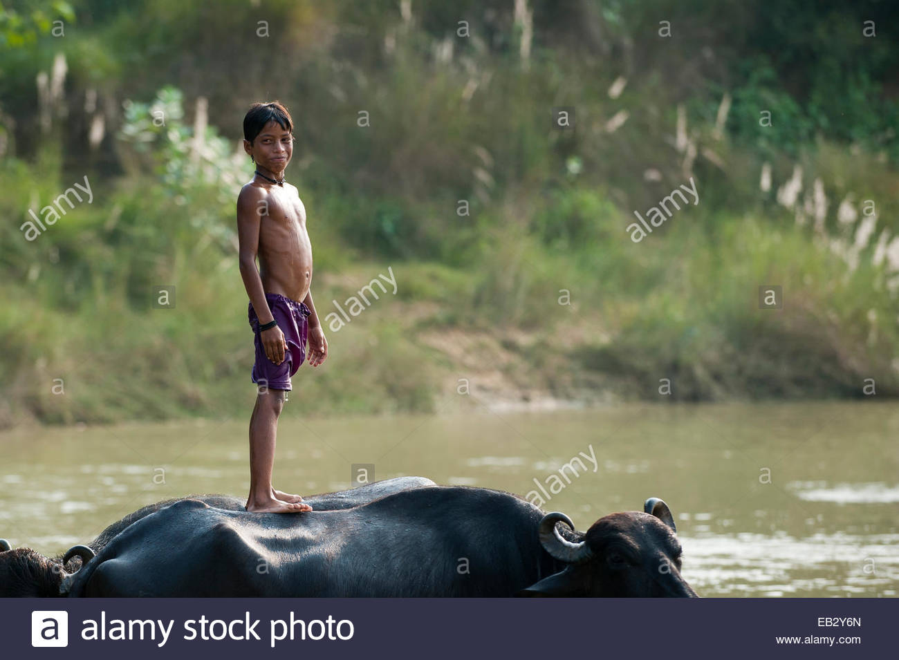 Boy On Water Buffalo Stock Photos & Boy On Water Buffalo Stock Images ...