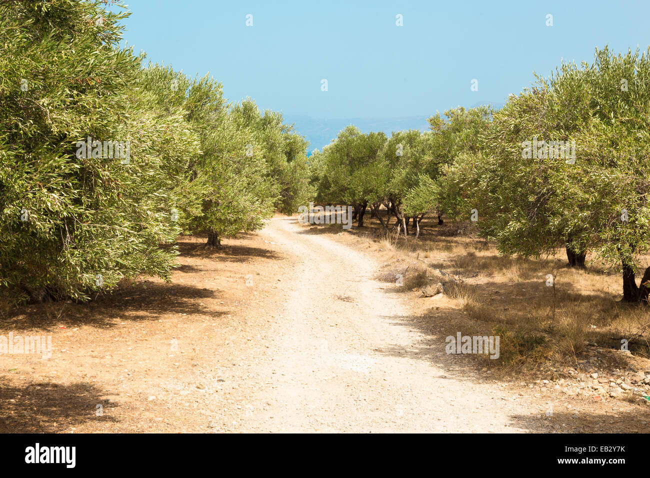 Olive country hi-res stock photography and images - Alamy