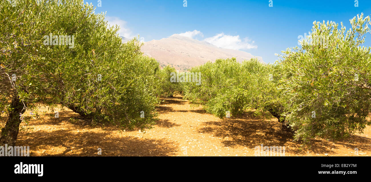 Olive grove background hi-res stock photography and images - Alamy