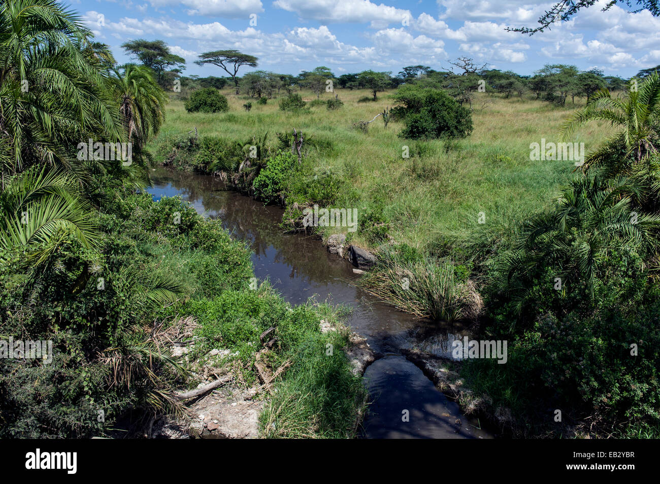The palm-lined shores of a small river flowing through a lush savannah ...