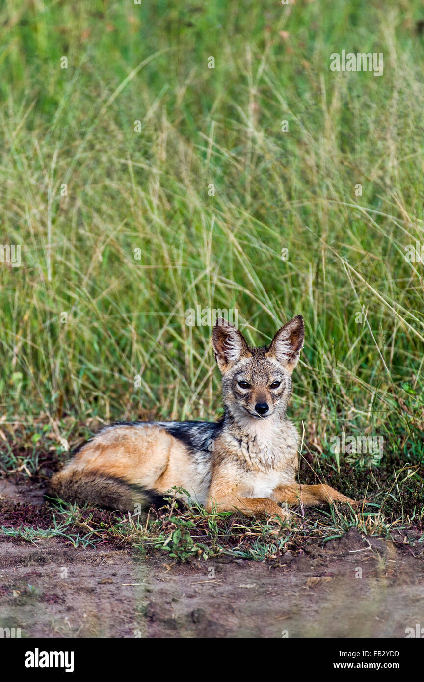 One black backed jackal in the serengeti national park hi-res stock ...