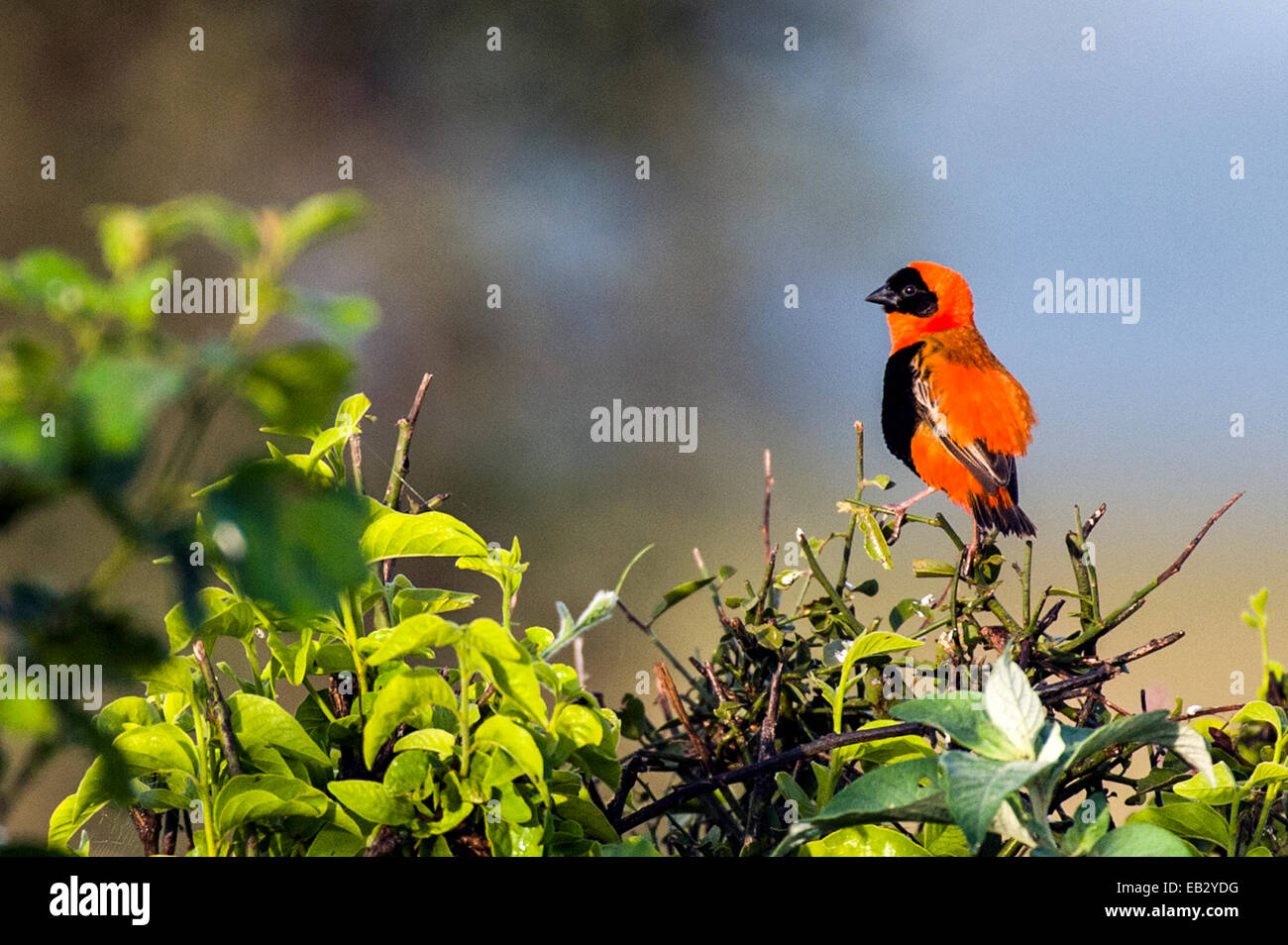 Orange bishop bird hi-res stock photography and images - Alamy